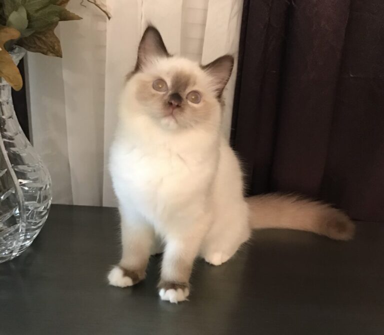 Chocolate Mitted Ragdoll3 | NY Divine Ragdolls