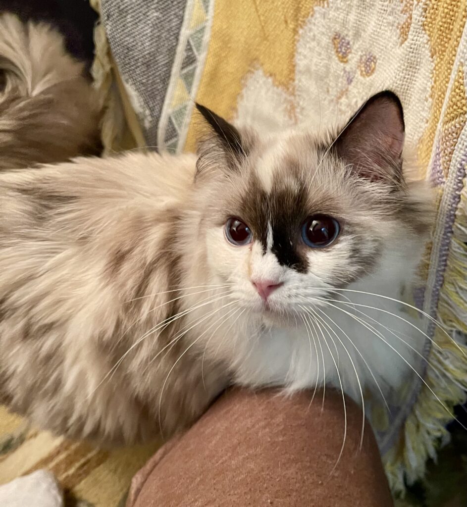 Seal Tortie Mitted Ragdoll | NY Divine Ragdolls